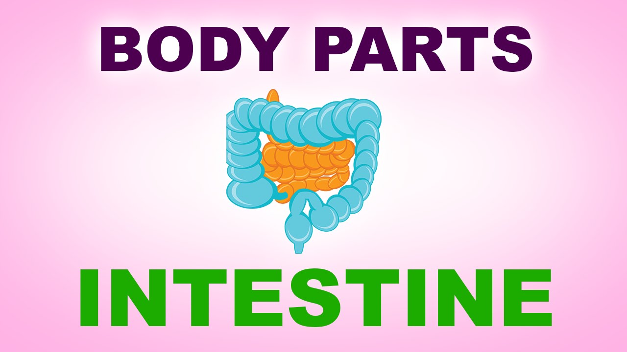 Intestine - Human Body Parts - Pre School Know Your Body - Animated ...