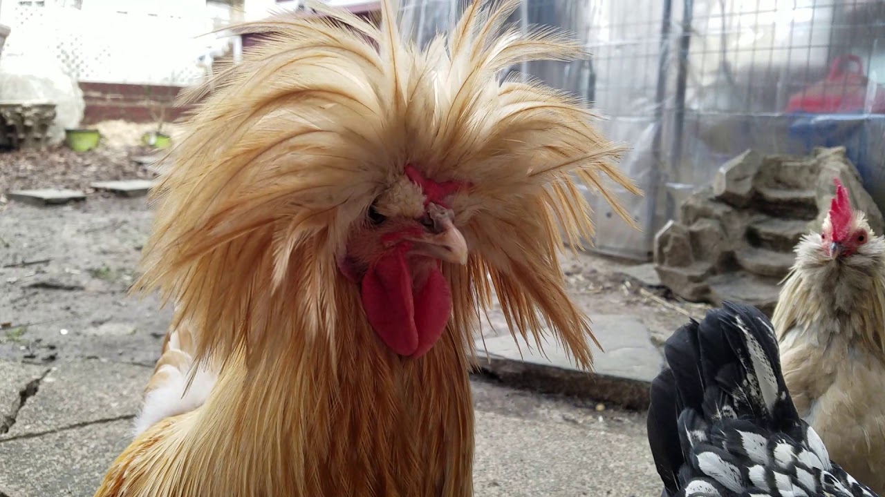 Curious Chickens - YouTube