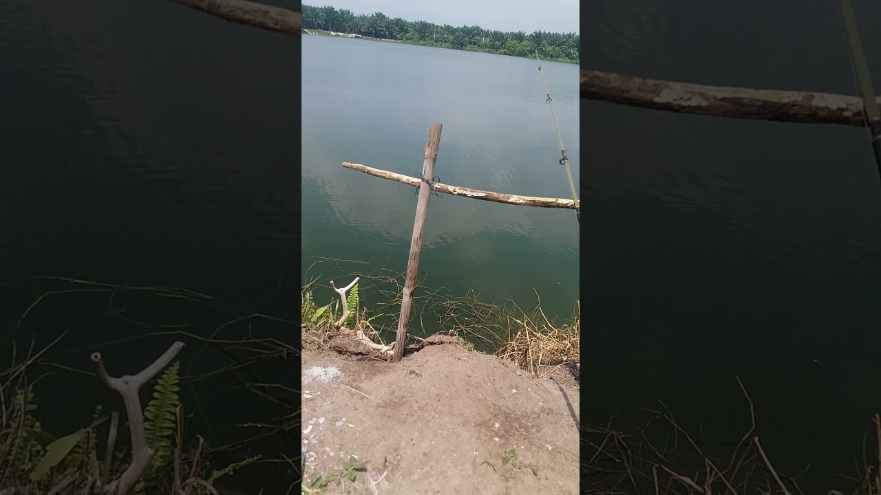 mancing ikan pacun di spot jalan kampung baru coldstream - YouTube