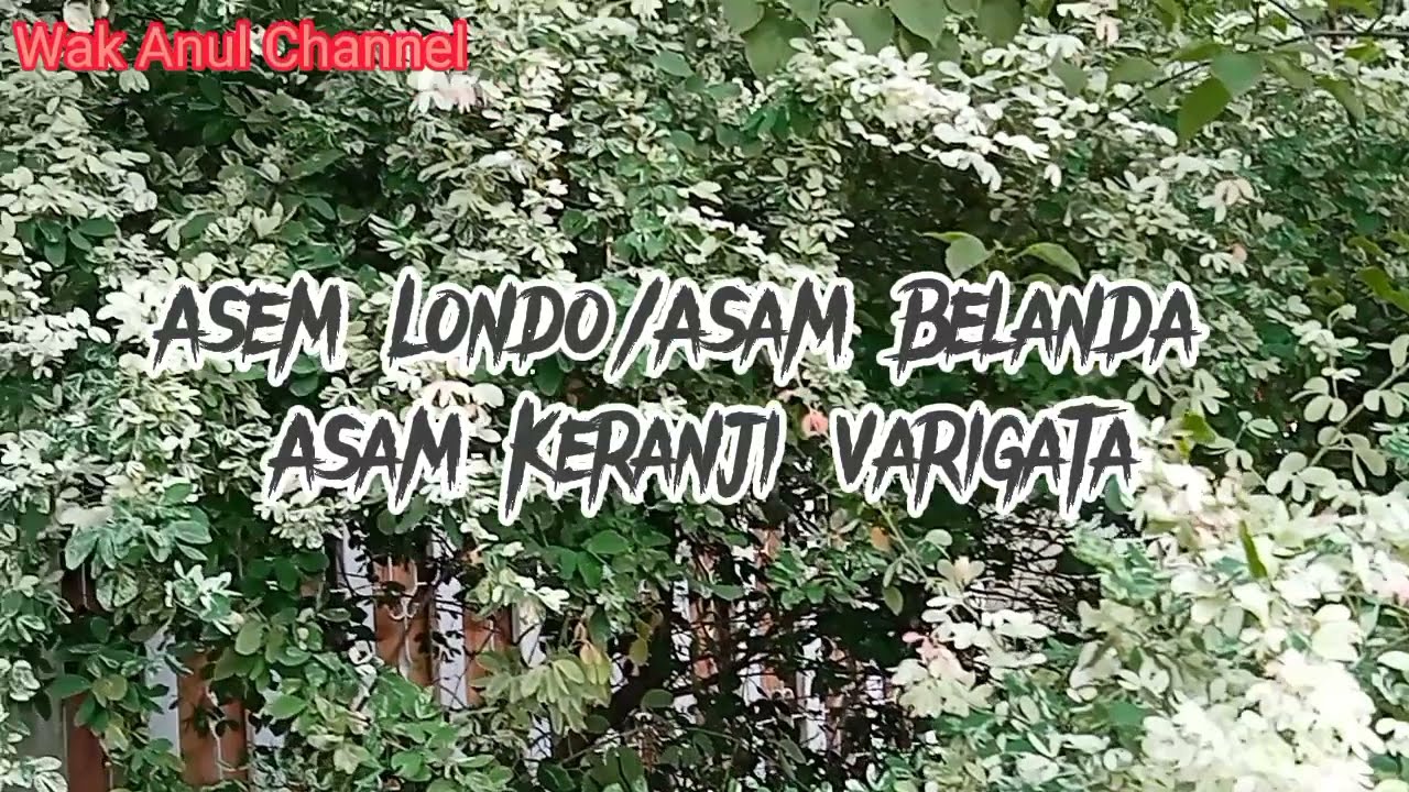 Tanaman Hias Asam Londo, Asam Belanda atau Asam Keranji Varigata - YouTube