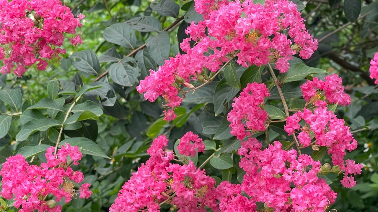 Pink wallflower. - YouTube