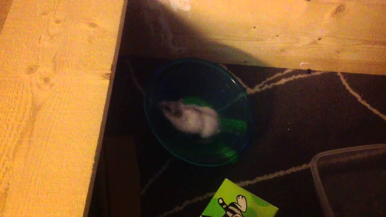 Hamster On Running Disc - YouTube