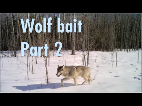 Canadian Trapline Adventures part 12 Drone footage at the wolf bait ...
