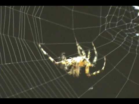 Spider spinning web - YouTube