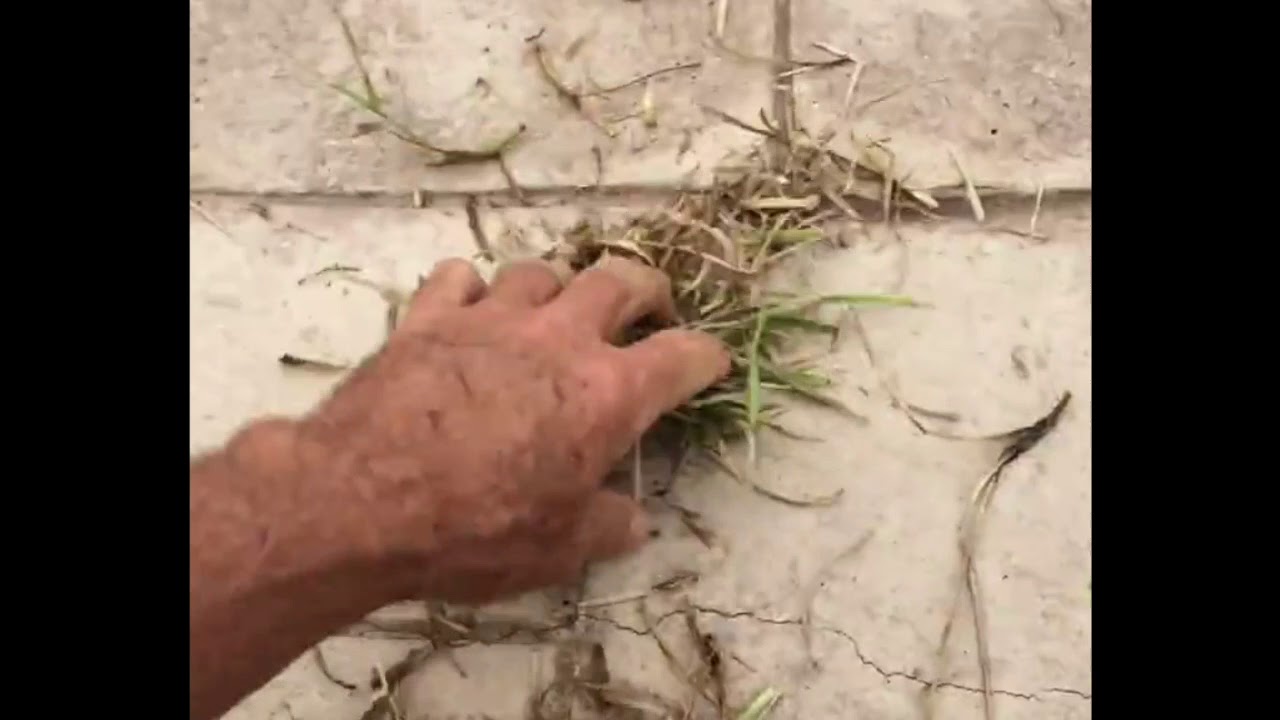 How to Check for Chinch Bugs - YouTube