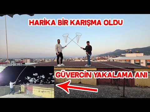 Üç Kaçak Güvercin Birden Kondu Emrah Bozkurt ile Aksiyon Dolu Bir Video