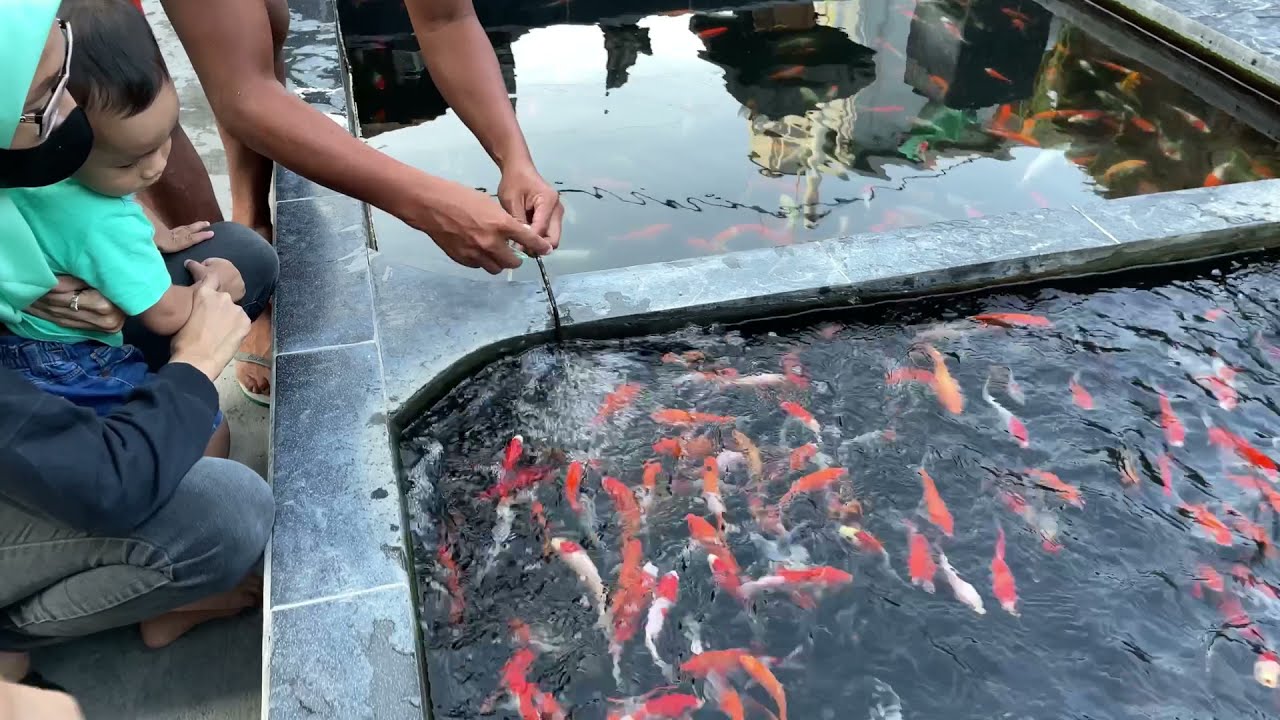 Beli ikan koi di rumah koi seminyak | ikan koi bali - YouTube