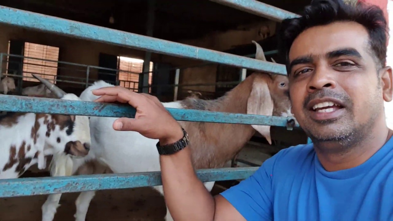 Live Update STAR GOATS FARM Asif STD. - YouTube