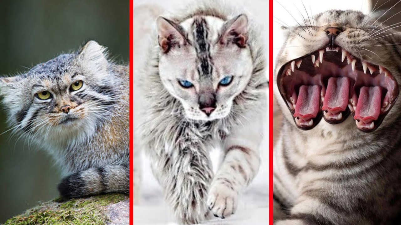 The Most Dangerous Cat Breeds In The World - YouTube