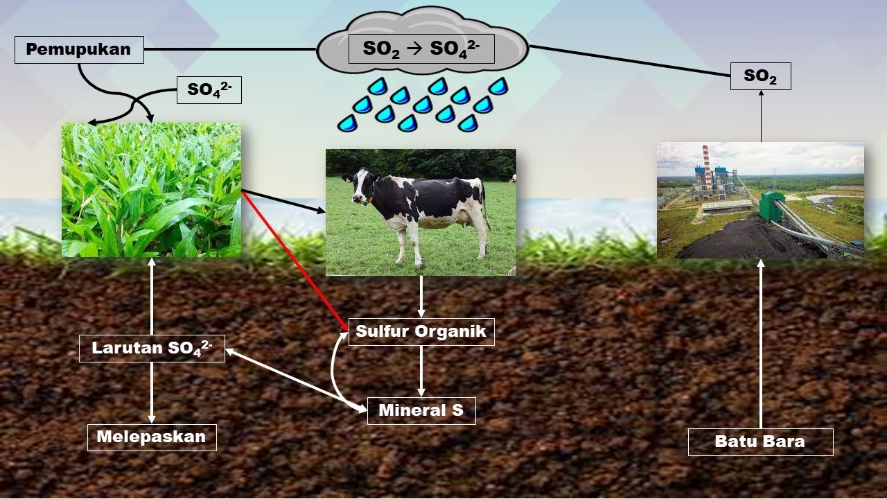 SULFUR CYCLE | DAUR SULFUR | DAUR BELERANG | SIKLUS BELERANG - YouTube