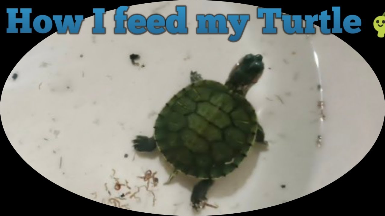 How I feed my Turtle 🐢, #turtle #turtlelove #fish #pets #turtles - YouTube