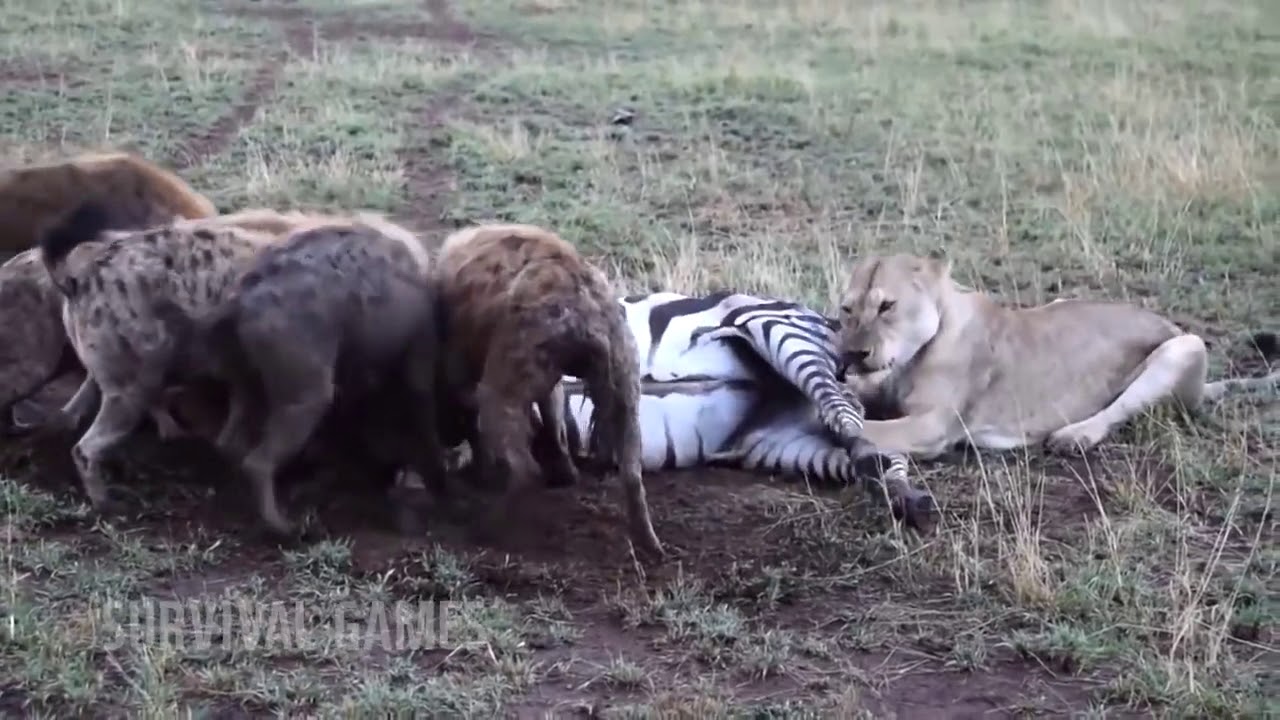 HYENA,LION vs zebra attacking - YouTube