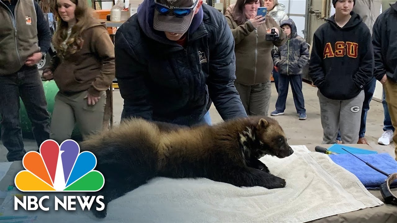 Watch: Rare Wolverine Captured In Utah - YouTube