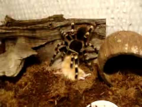 geniculata L10 vs myszka sonia Big spider vs mouse - YouTube