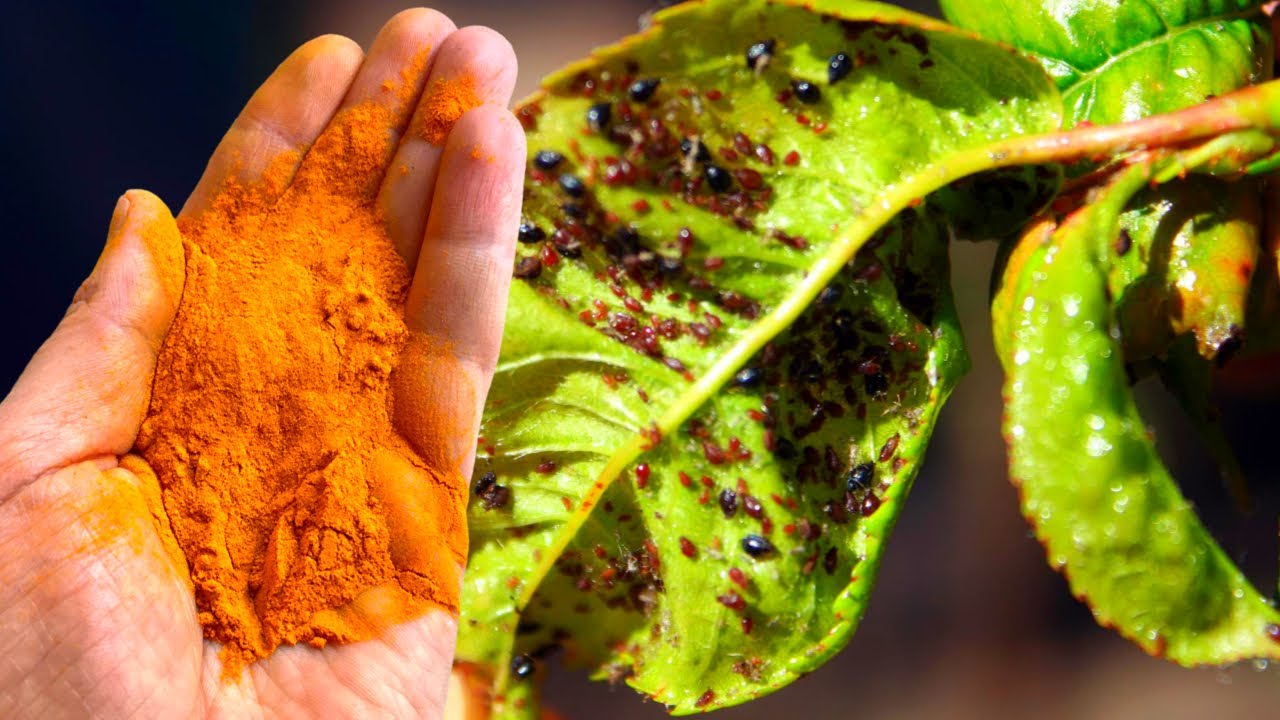 6 AMAZING MIRACLES OF TURMERIC IN GARDEN | TURMERIC POWDER FOR PLANTS ...