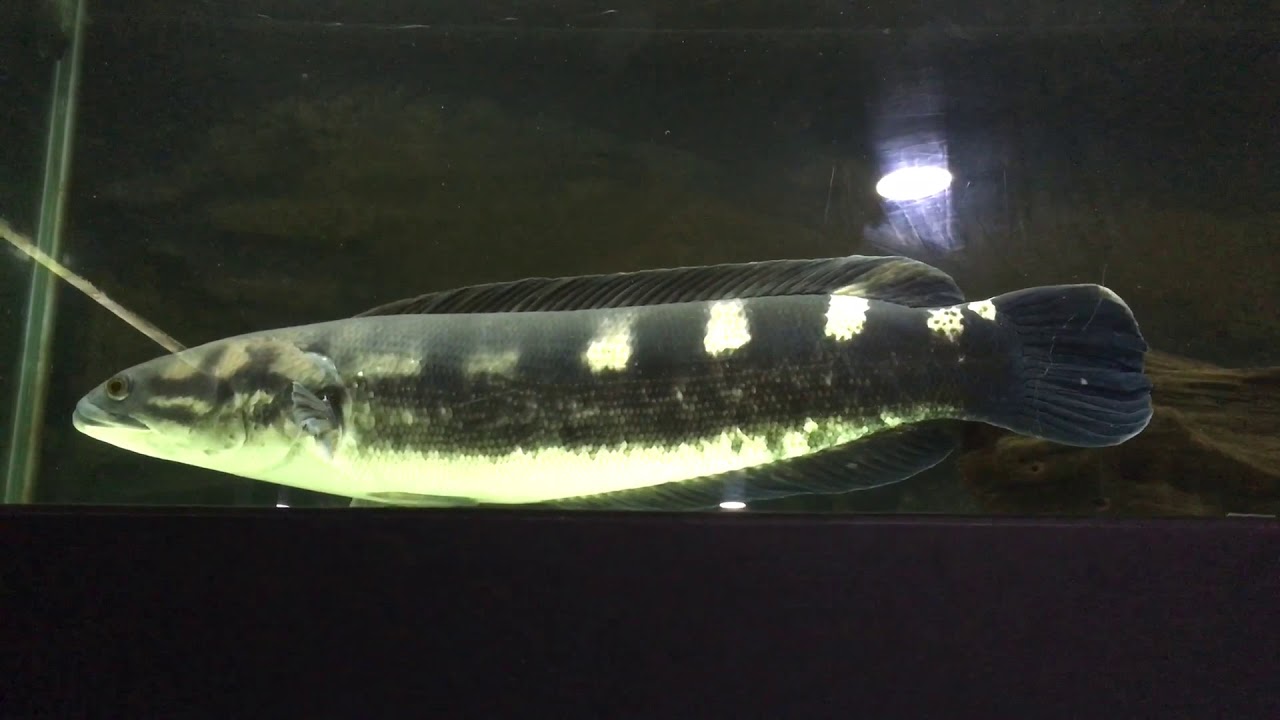 Channa Diplogramma in 4K - YouTube