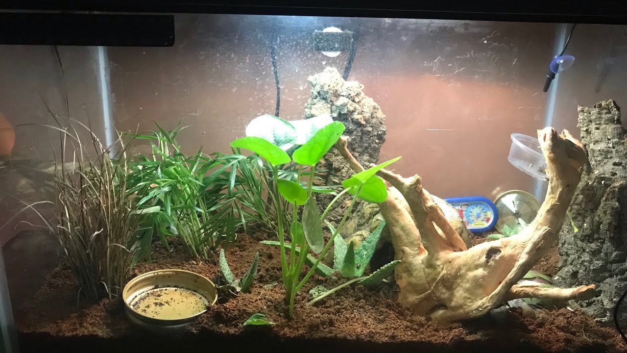 New anole enclosure - YouTube