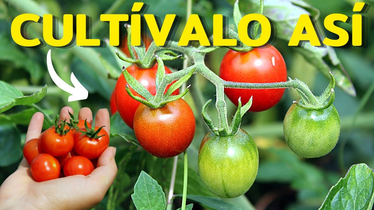 Cultiva así TOMATE/JITOMATE/TOMATE CHERRY//en bote, en maceta🍅🍅🍅 - YouTube