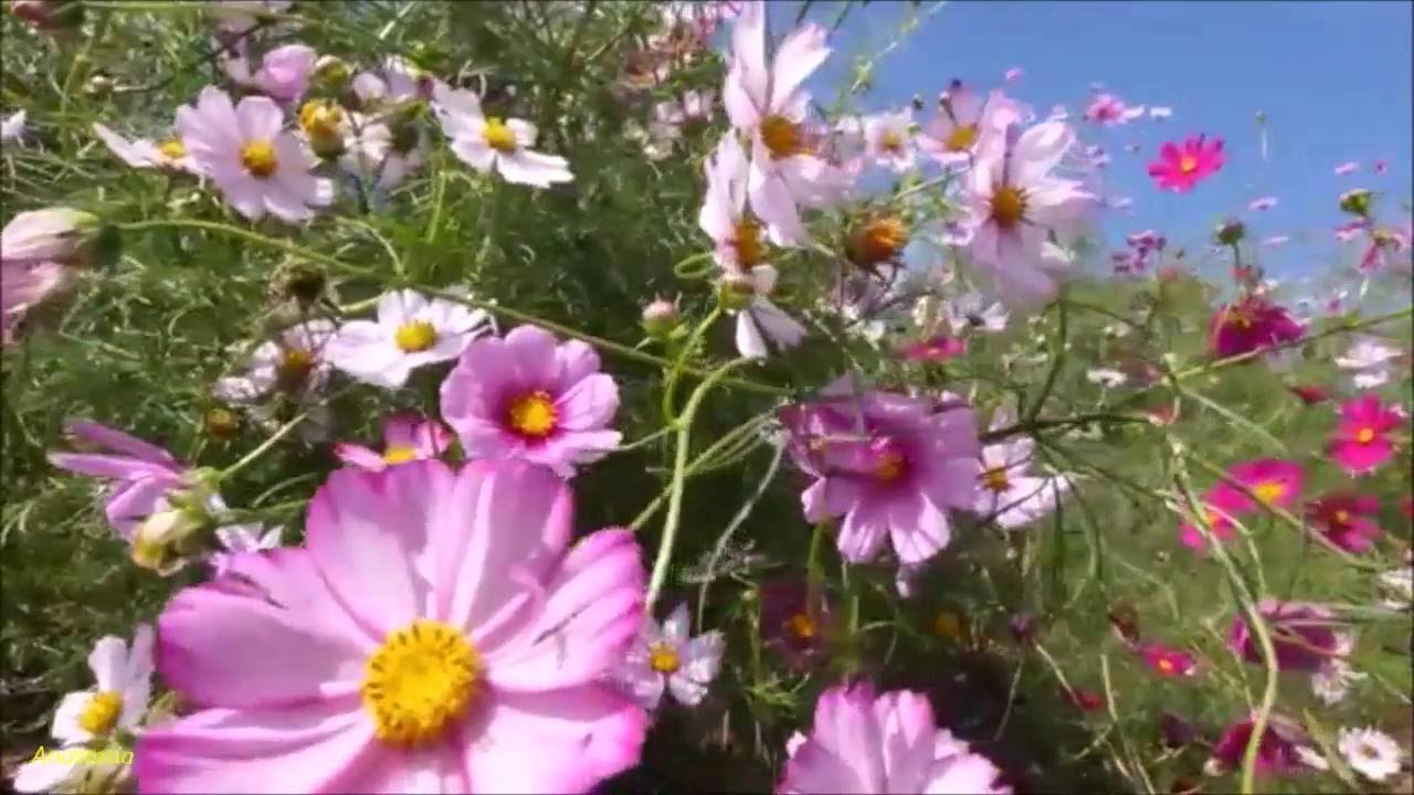 Waltz of the flowers after the rain (Tchaikovsky - Waltz of the Flowers ...