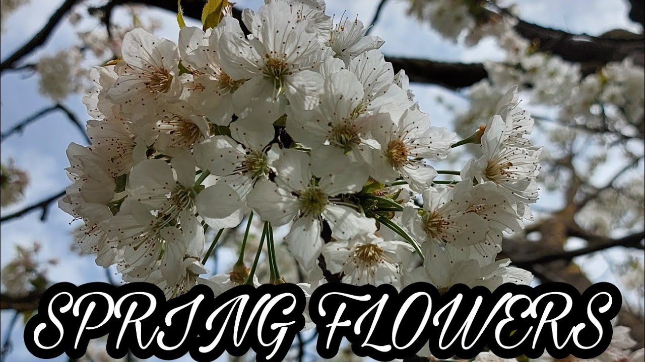 #41 - SPRING FLOWERS - Relaxing Piano Music Instrument - YouTube