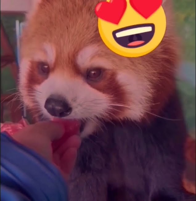 Adorable red panda eating fruit. so cute! #cute #redpanda #panda #fruit ...