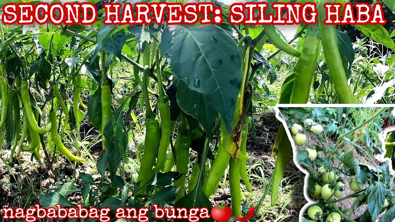 PART 1 OF 2 SECOND HARVEST: SILING HABA (GREEN PEPPER) + NAGBABABAG ANG ...