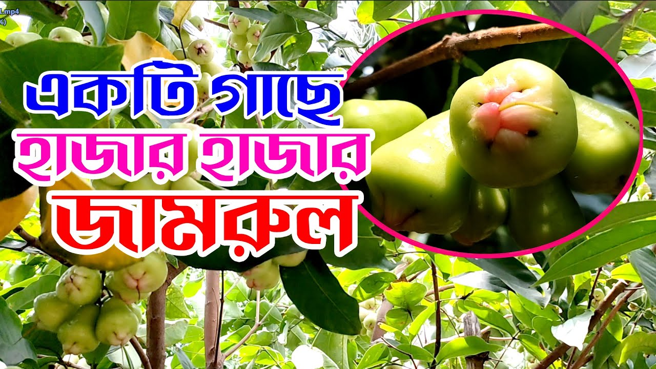 Jamrul/Water Apple/Java Apple plant - জামরুল গাছ - প্রচুর ফলন - Rose Apple - YouTube