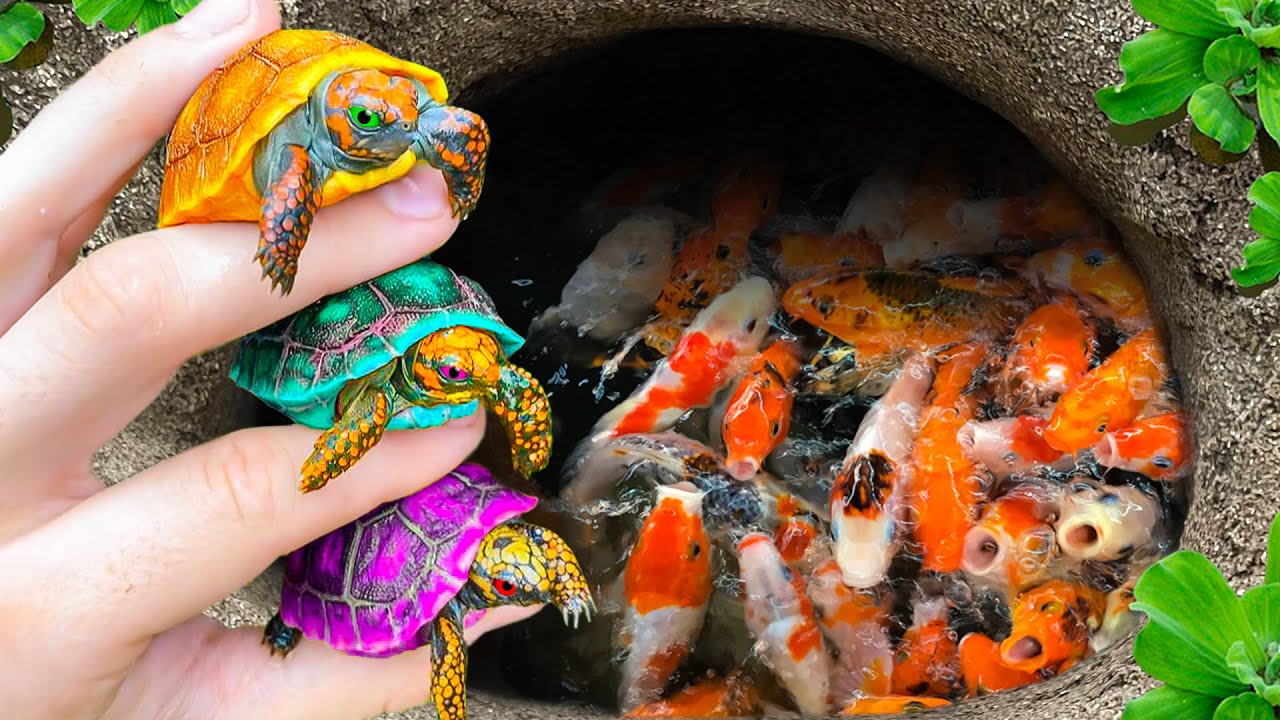 Amazing Catch Colorful Baby Turtles In Eggs After Storm, Feather Fish ...