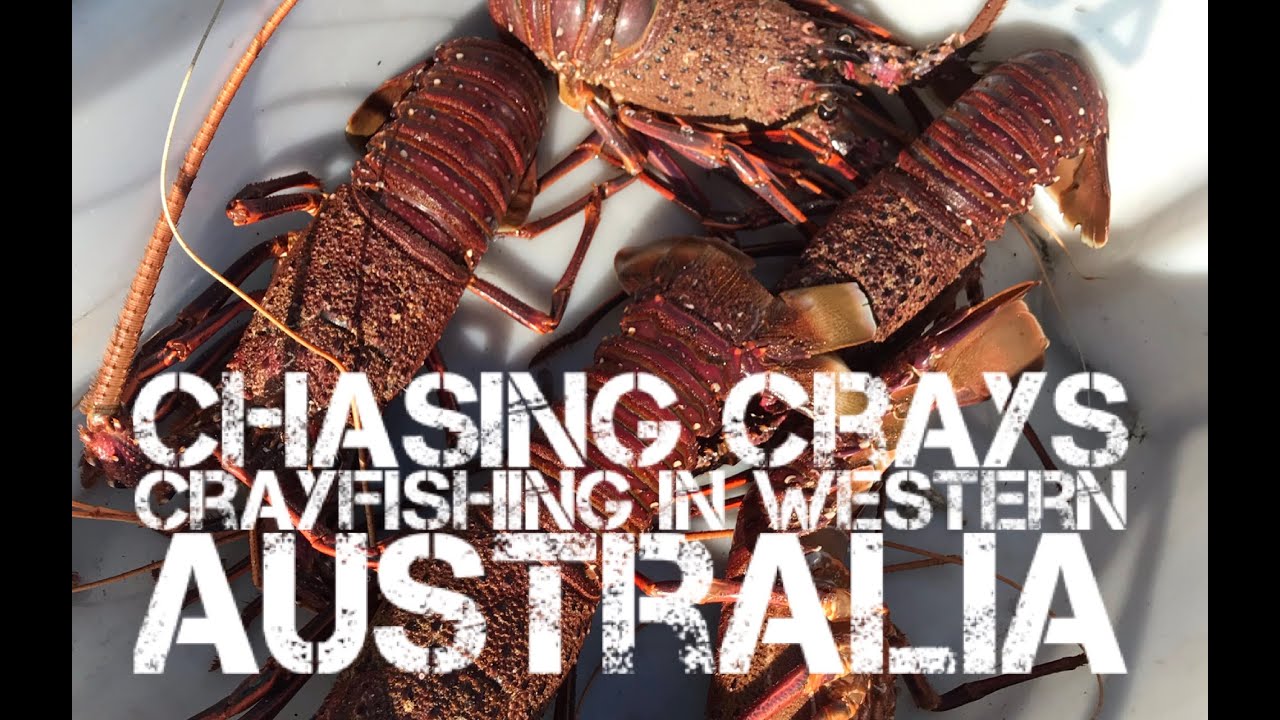 Crayfishing Western Australia | Chasing Crays In a Tinny! - YouTube