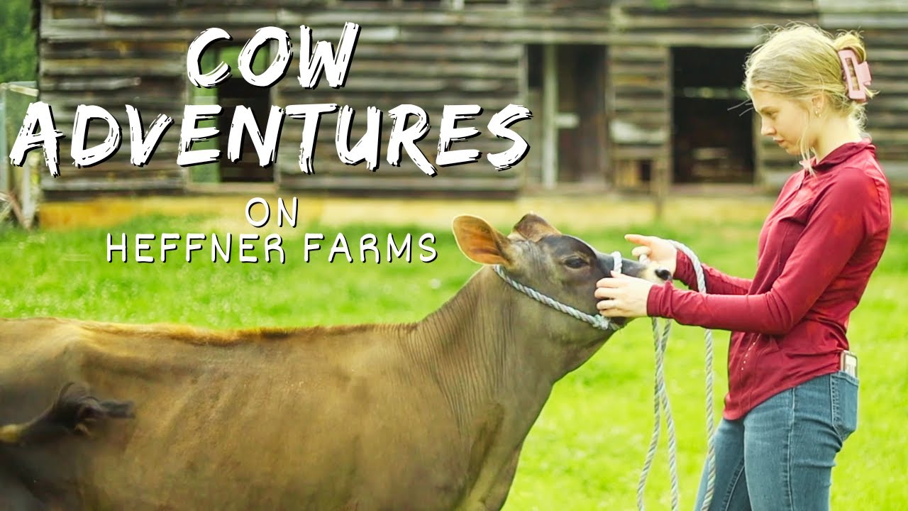 Cow Adventures on Heffner Farms - YouTube