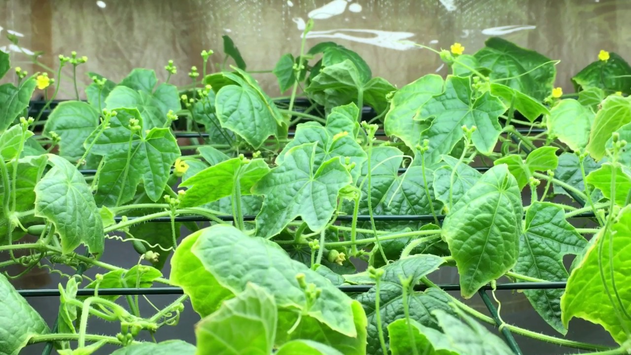Mouse Melon, Cucamelon Has Delicious Edible Flowers - YouTube
