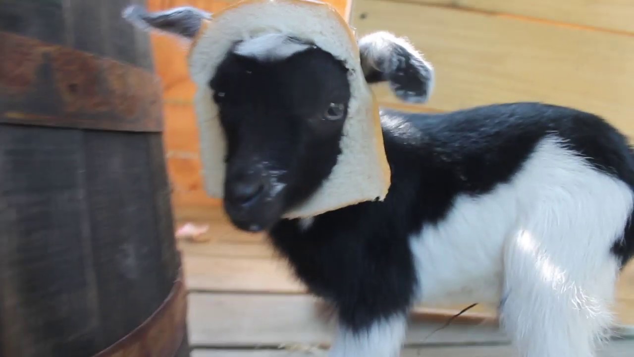 " InBred " or " Pure Bred " Baby Goat Dancing - YouTube