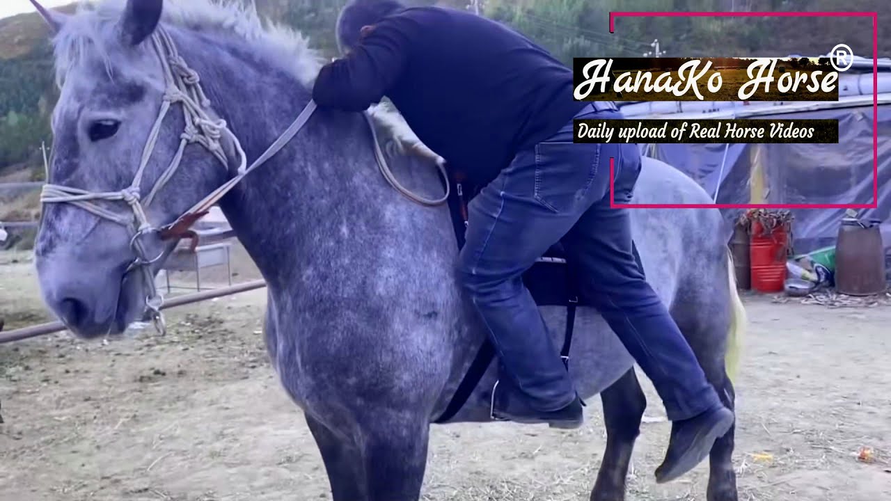 Daily horse training with my big horses -HanaKo Horse® - YouTube
