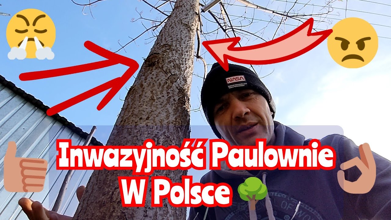 Drzewo paulownia. Inwazyjność paulownie w Polsce, uprawa w ogródku ...