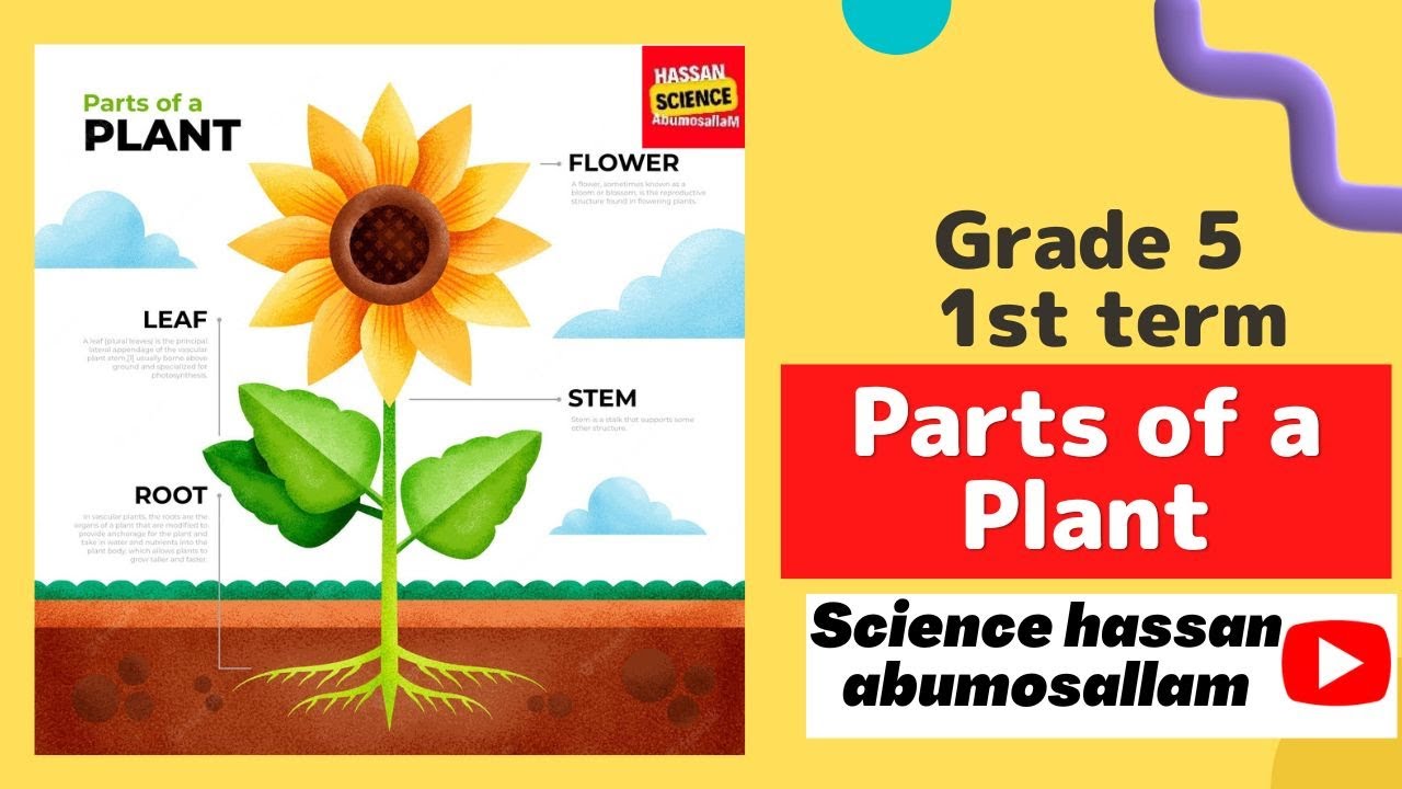 Prim 5 first Term 2023 Unit 1 Concept 1 Lesson 4 Parts of a plant Part ...