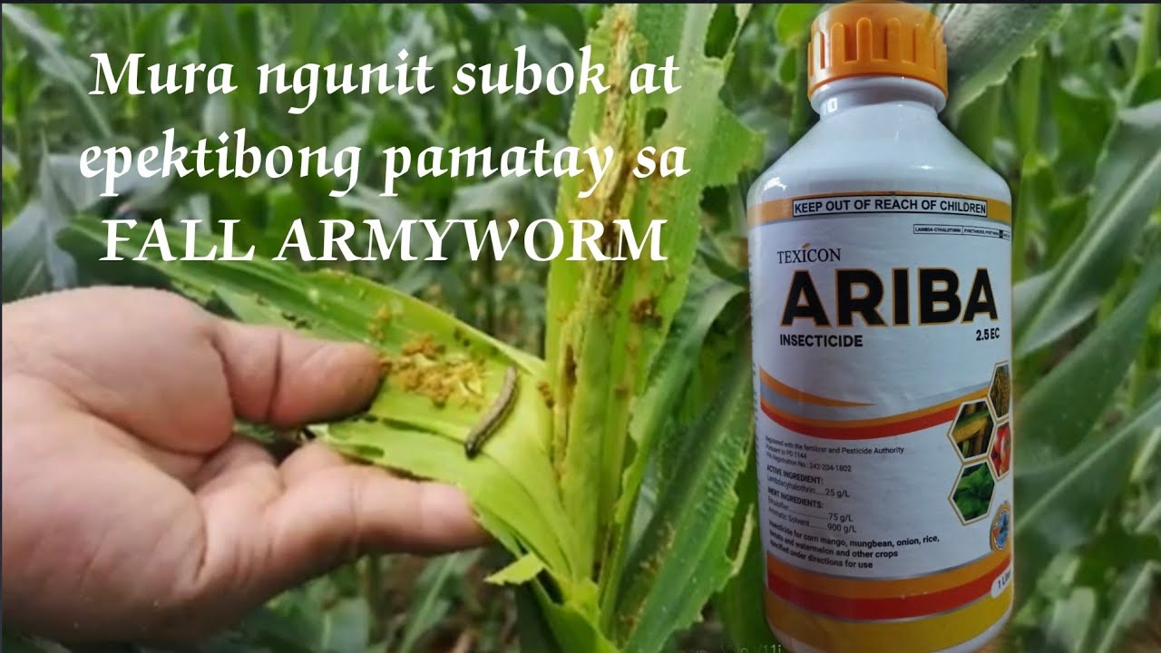 Mura at de kalidad na pamatay sa FALL ARMYWORM - YouTube