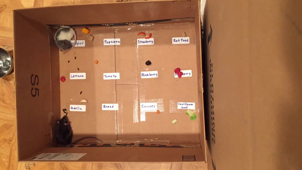Rat Food Preferences Experiment - YouTube