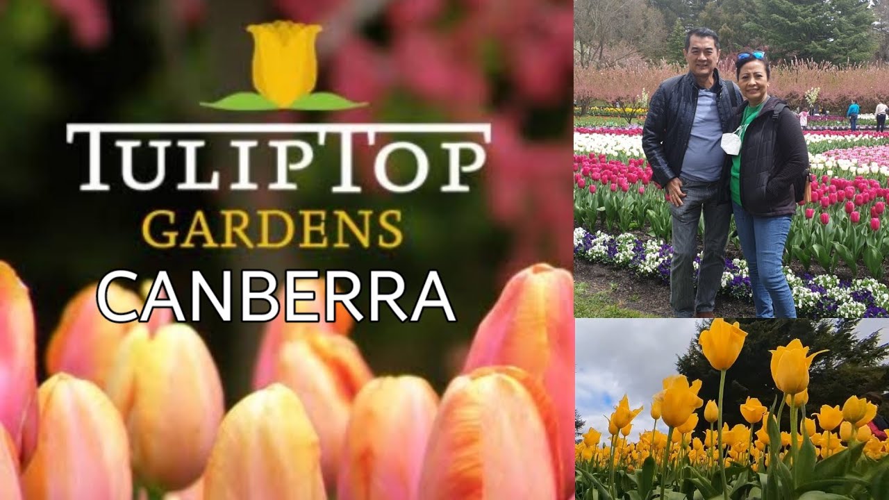 Unveiling the Secret Beauty of Canberra's Tulip Top Gardens! - YouTube