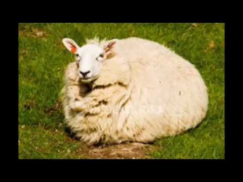 fat sheep - YouTube
