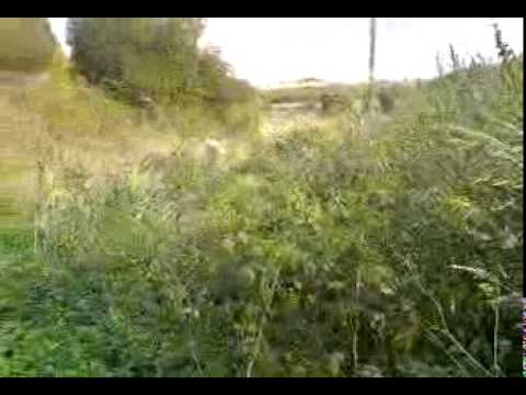 tommy g gets the green apple splatters - YouTube