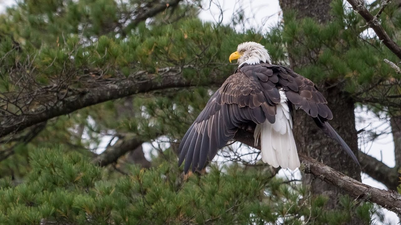 Lows Lake to Bog Lake, The Bear and The Eagles; Adirondacks, October ...