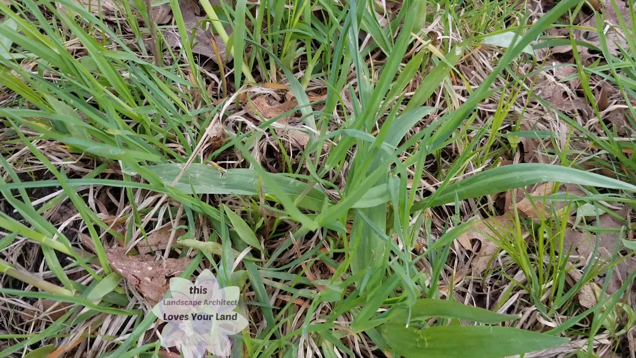 Forest Preserve Walk.... from forest to future sedge meadow - YouTube