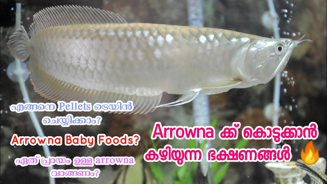 അറോണ പെട്ടെന്ന് വളരാൻ 🔥 | Arowana fish food | arowna fish feeding - YouTube