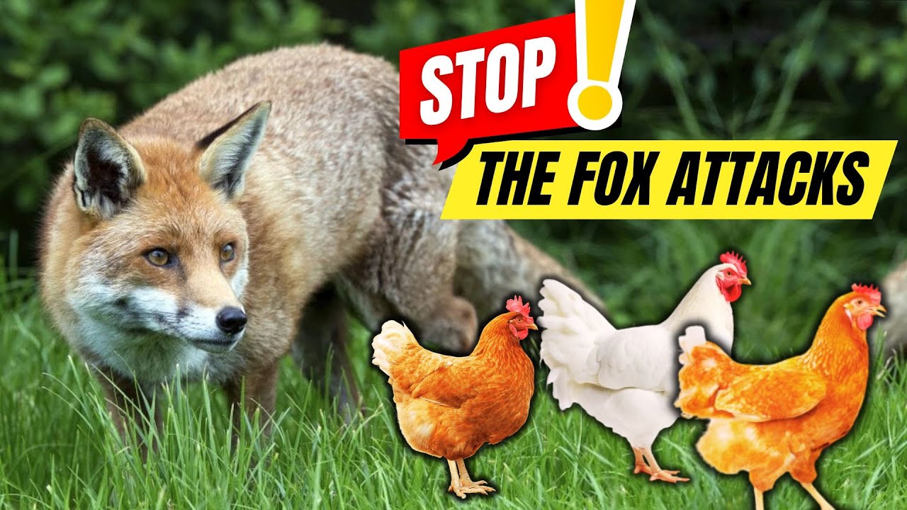 How to Keep Foxes Away From Your Chickens 🦊🐓 Proven Methods - YouTube