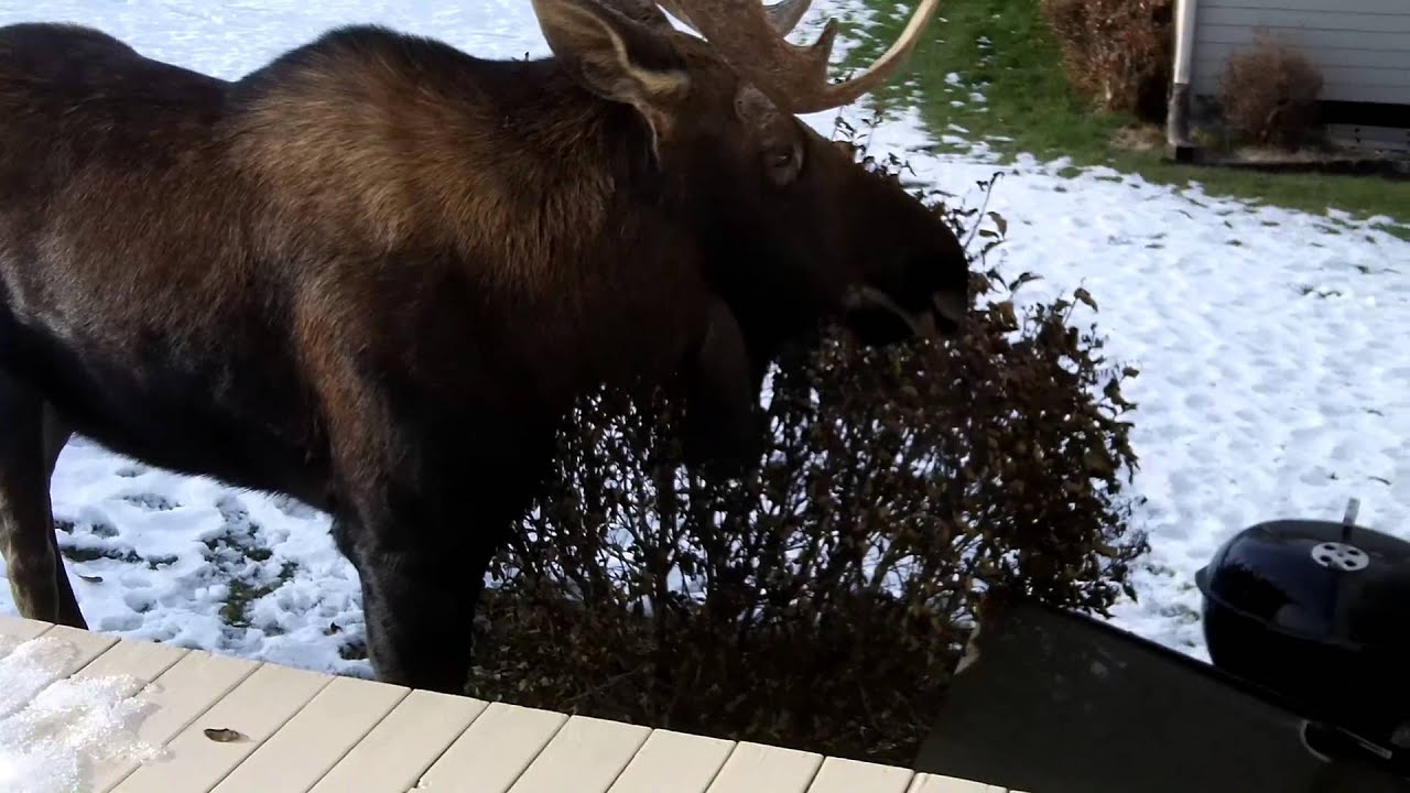 Moose costume looks real. - YouTube