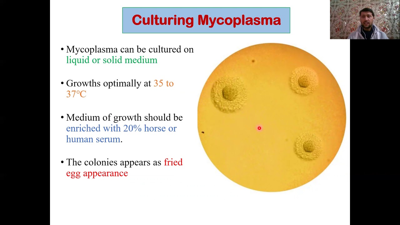 What are Mycoplasma || Classification || Pathogenesis Clinical ...