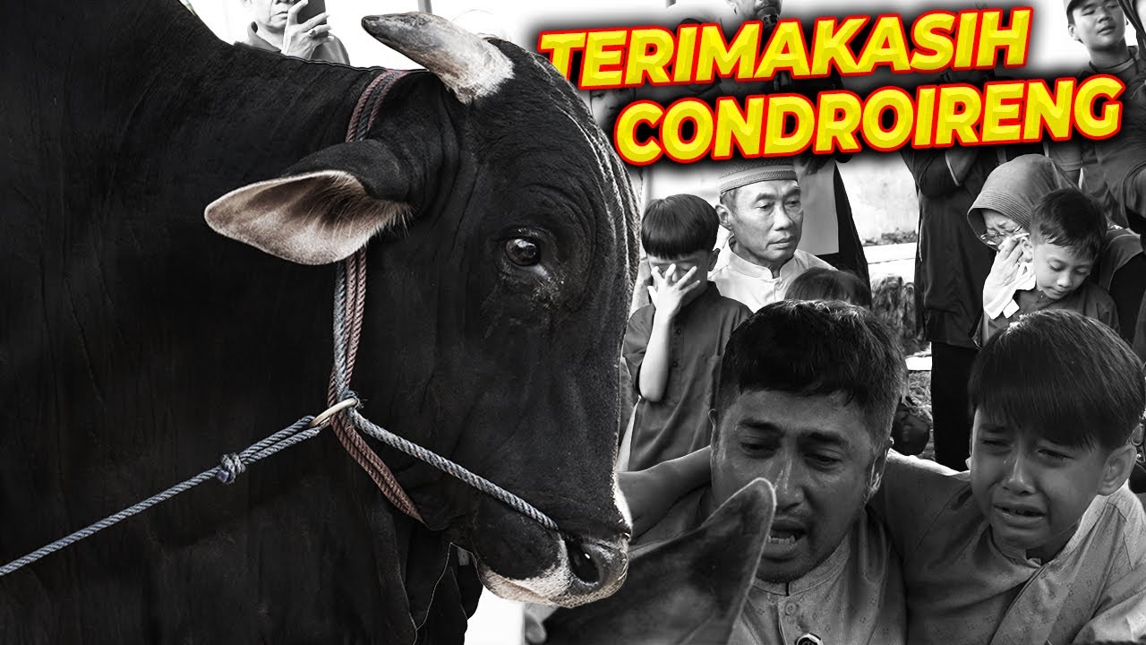 SAPI GAGAH CONDROIRENG PAMIT ! - YouTube