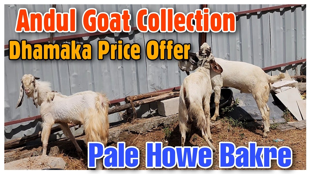 Andul Goat Collection In Mumbai Marol | Qurbani Ke Andul Bakre ...