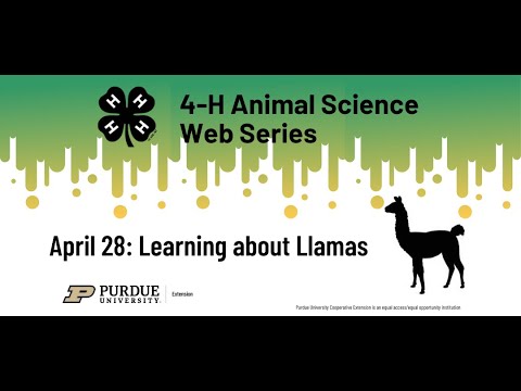 4-H Animal Science Web Series: Learning about Llamas - YouTube