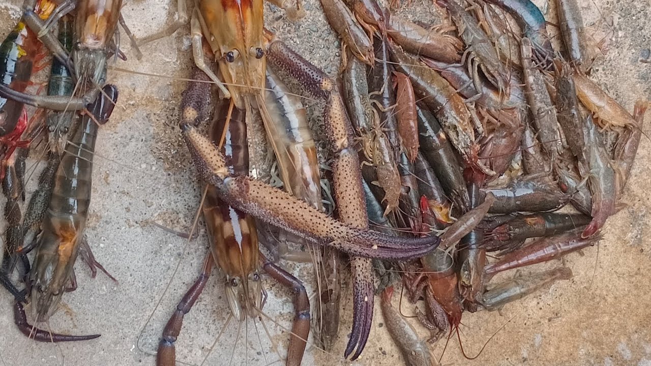 Crayfish Hunting in Jamaica's Hidden Hills | Rural River Adventure ...